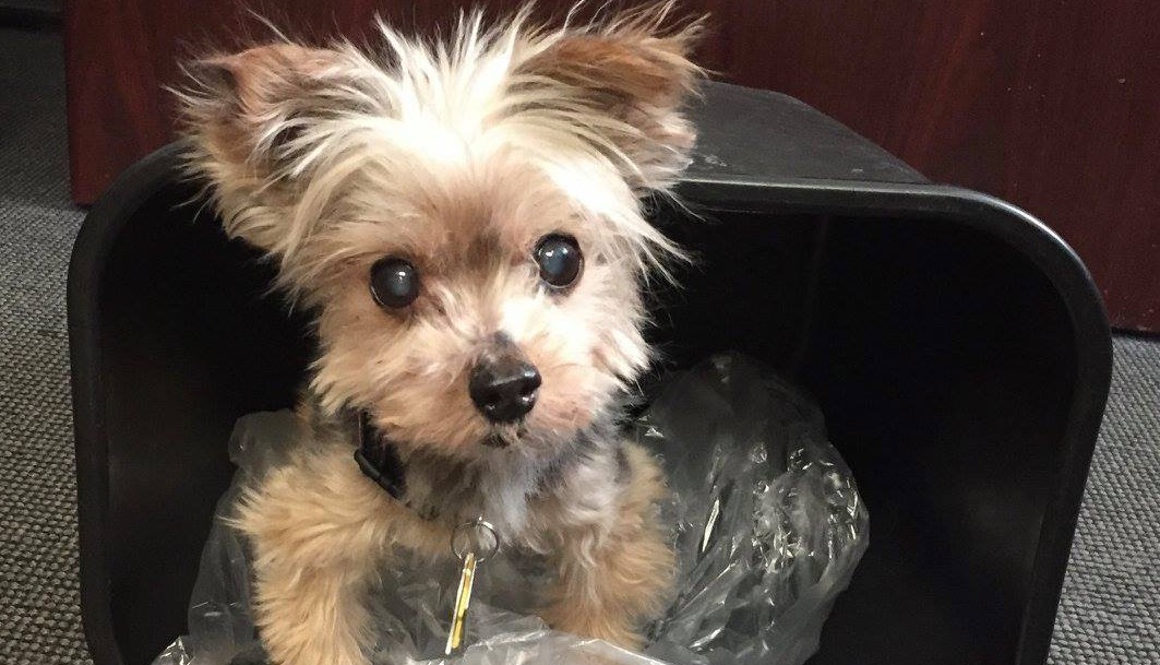 My Name Is Moses | Dog Dementia Help and Support