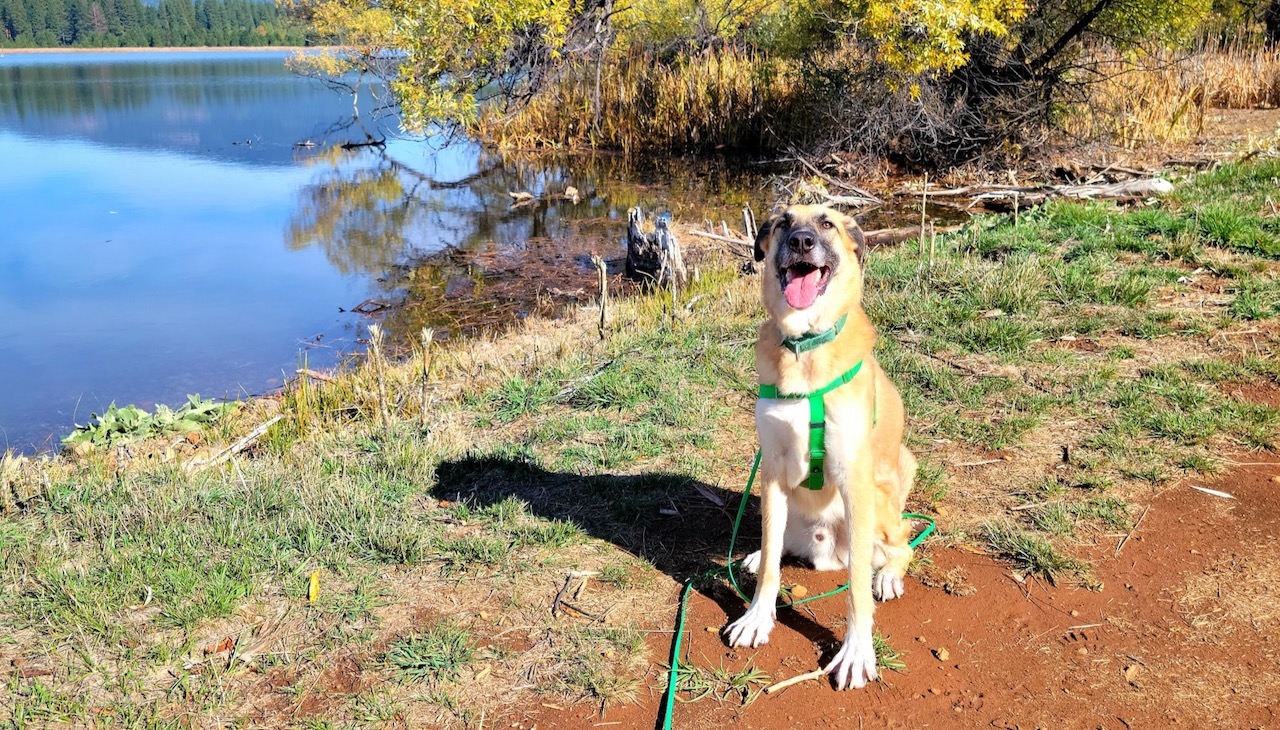 Canine Cognitive Dysfunction and Epilepsy | Dog Dementia Help and Support